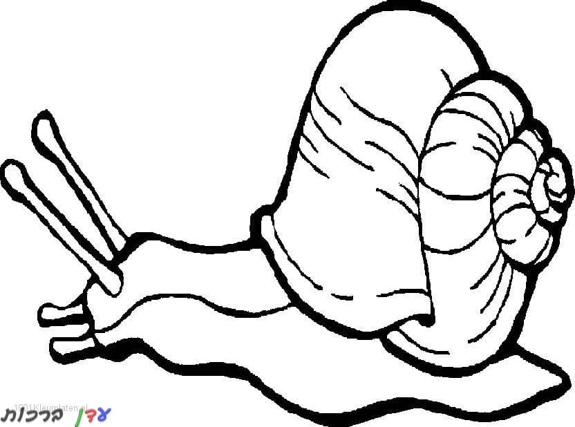 דף צביעה שבלול זוחל להדפסה ולצביעה אונליין ← עדן ברכות